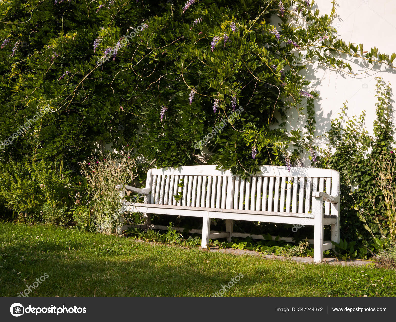 White Bench Wisteria Tree Sunny Part Park — Stock Photo © hraska #347244372