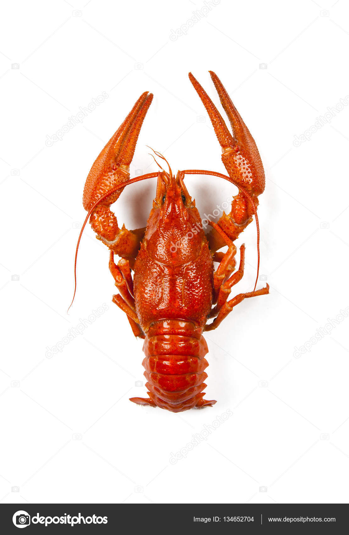 The red lobster Stock Photo by ©alan64 134652704