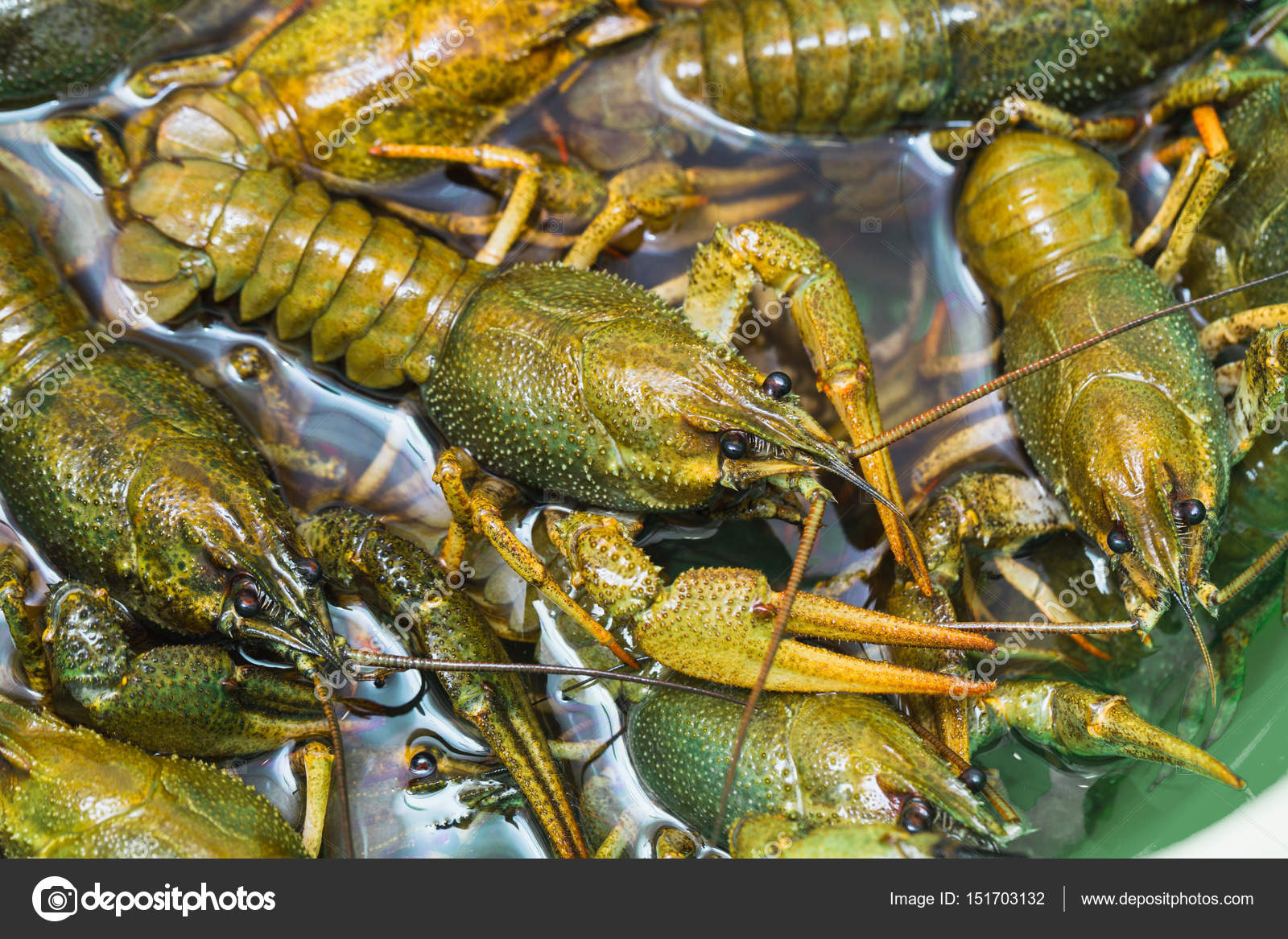 Live Crawfish In Water