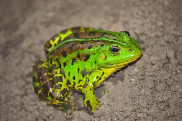 Rust-colored toad — Stock Photo © renegadehomie #13511418
