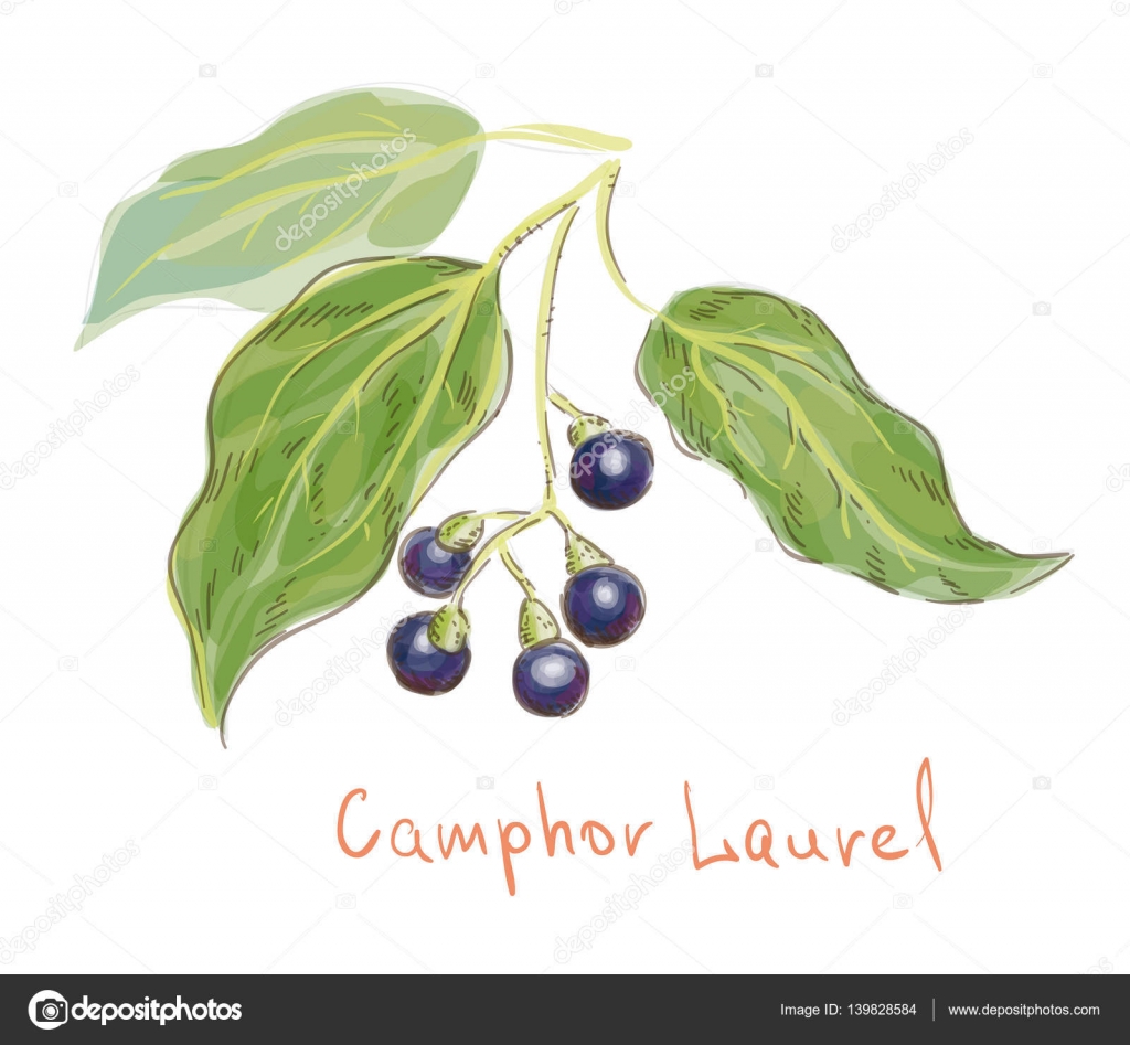 Camphor laurel. watercolor imitation. Vector illustration. Stock Vector ...