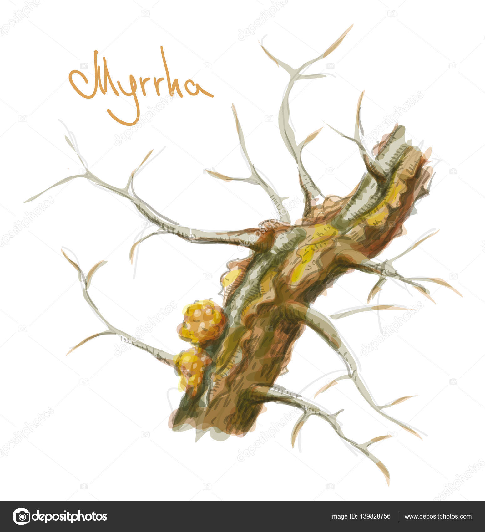 Myrrh Tree Drawing