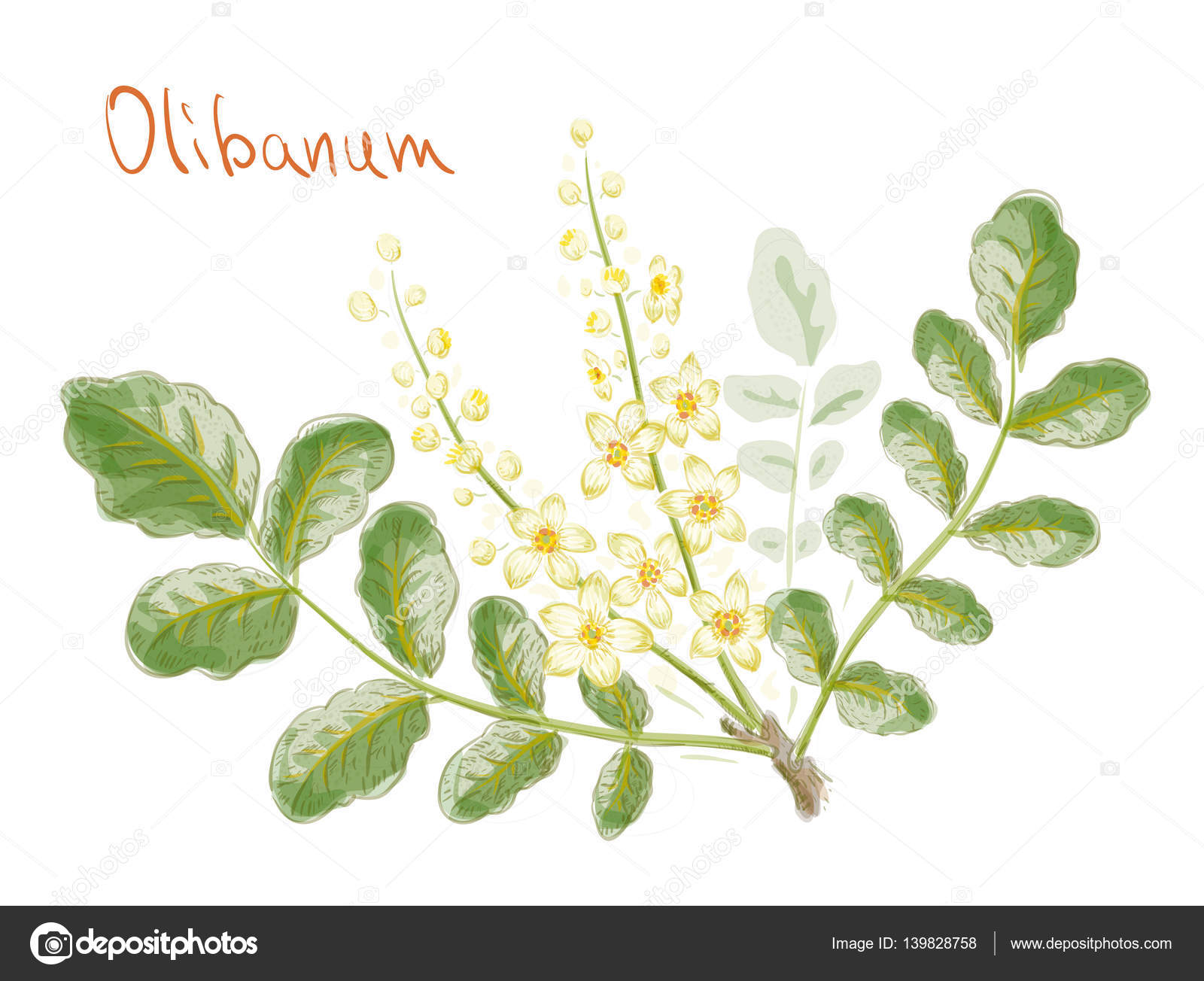 Frankincense Flower
