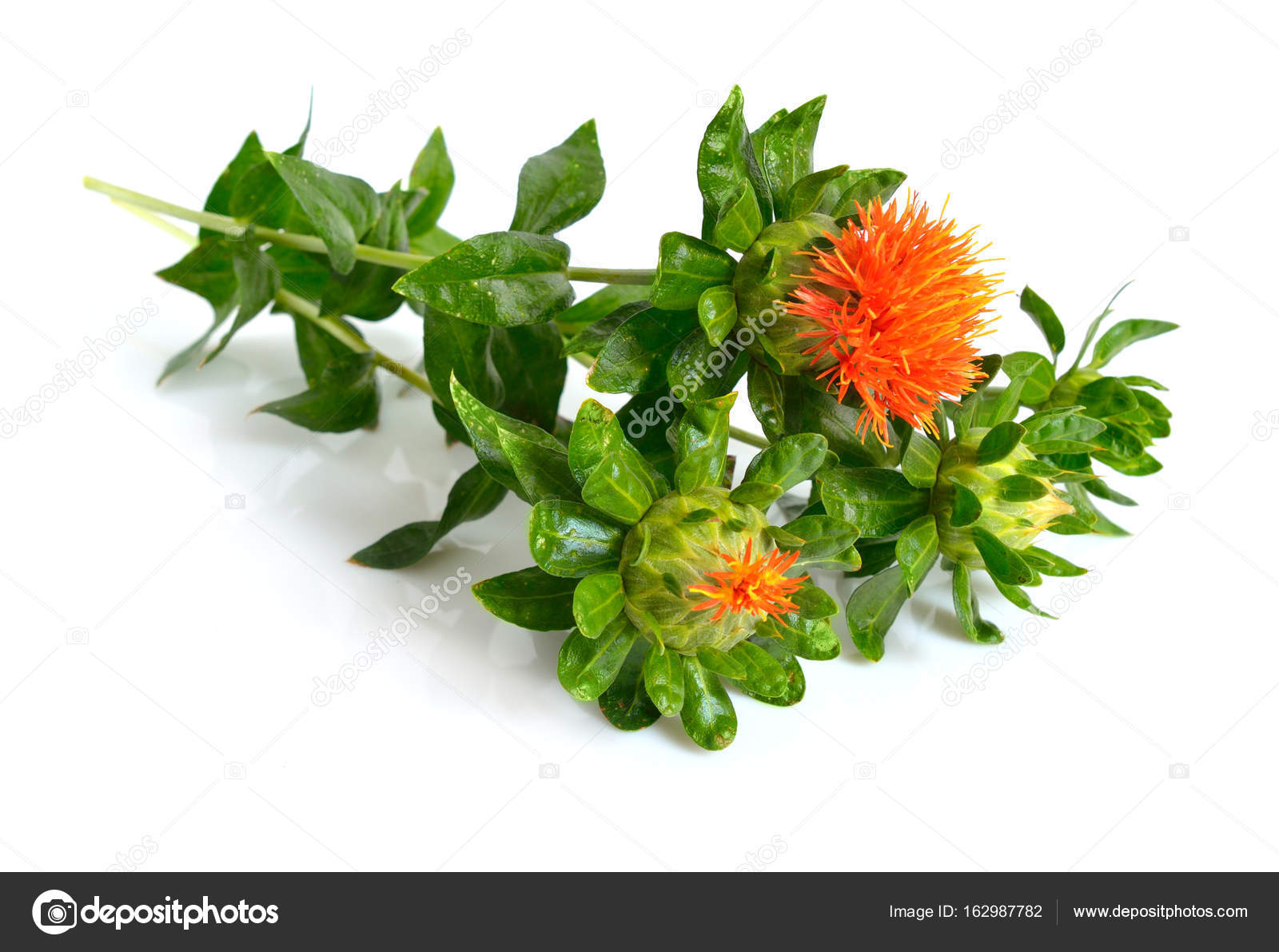 Safflower Plant
