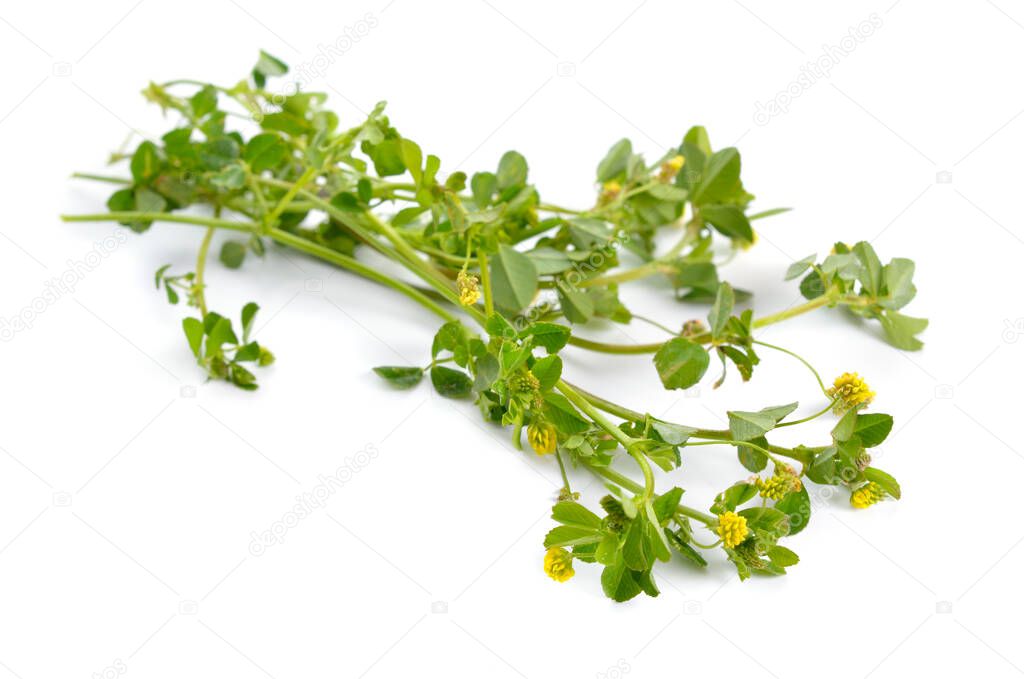 Trifolium dubium, el trébol menor, el trébol lactante o el trébol de ...