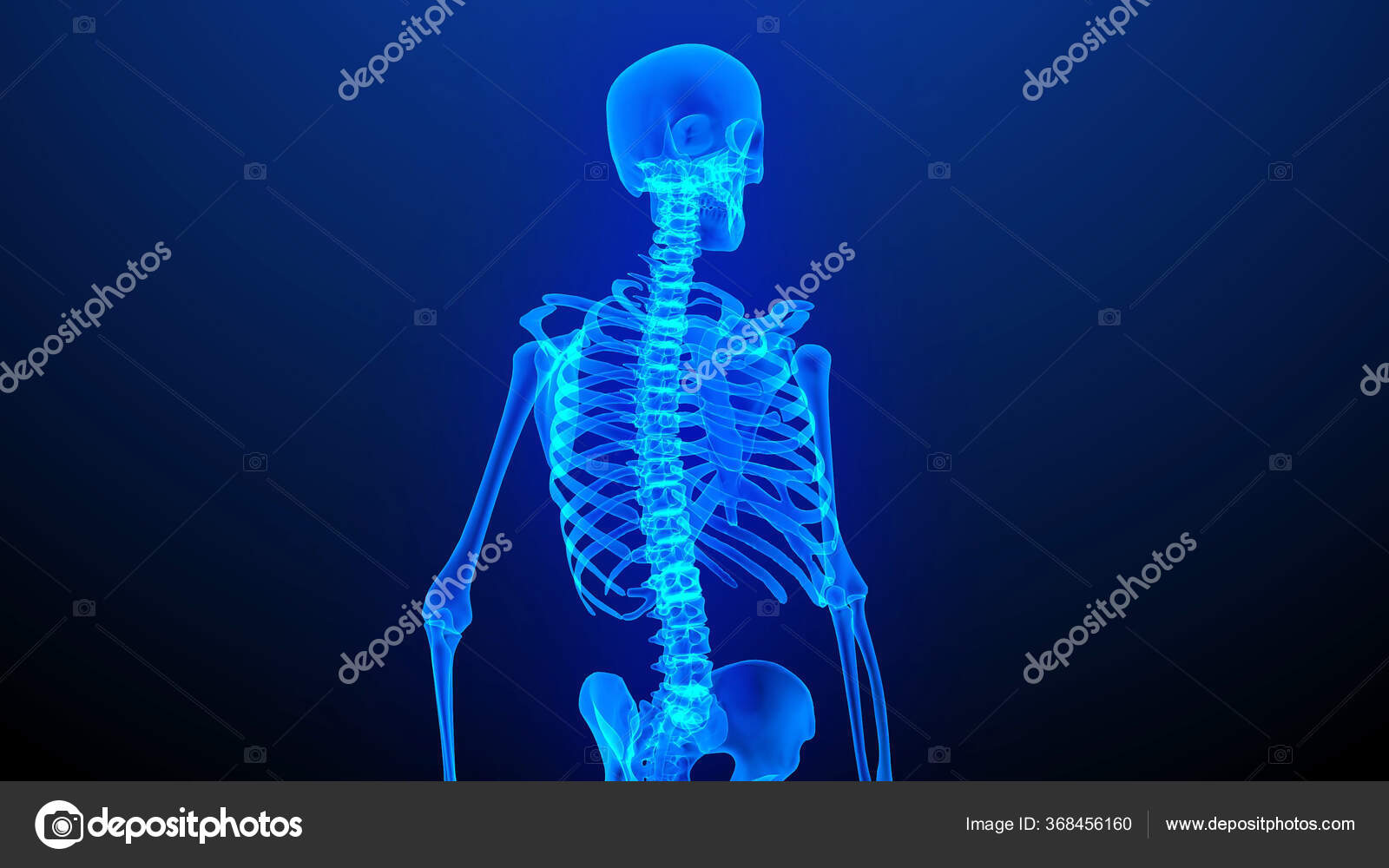 Human Body Skeleton Medical Science Technology — Stock Photo © MyVector ...