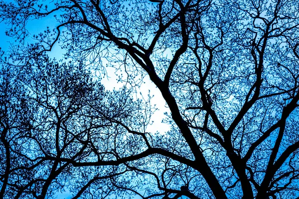 Nine branches Stock Photos, Royalty Free Nine branches Images ...