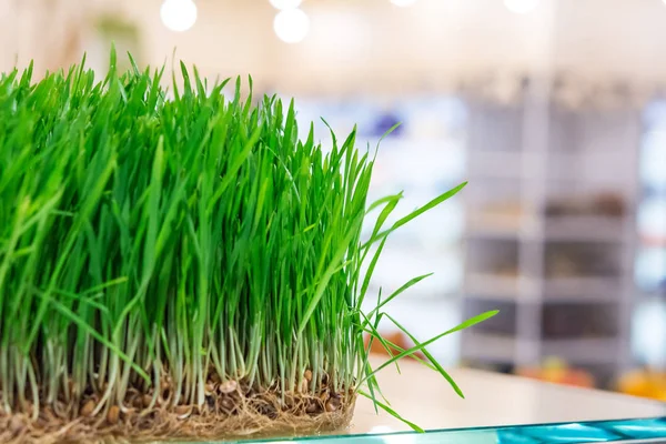 Wheat grass Stock Photos, Royalty Free Wheat grass Images | Depositphotos