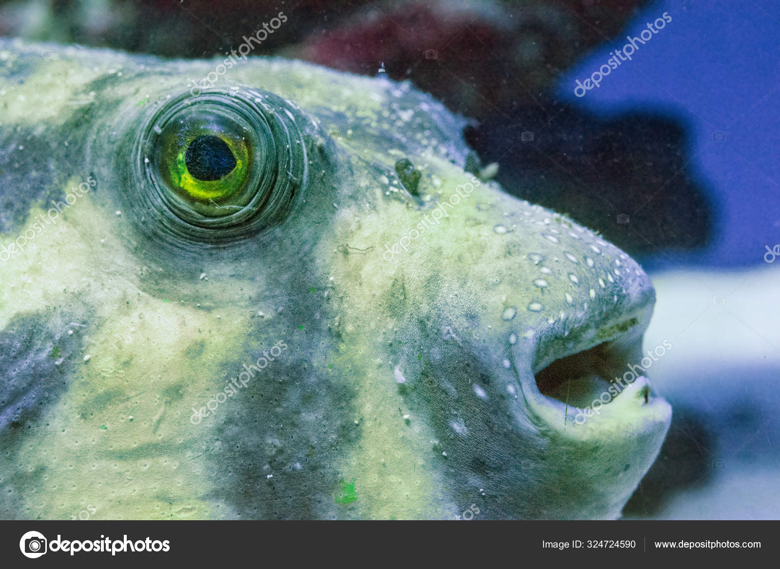 Fugue yellow fish predator — Stock Photo © Sergieiev #324724590