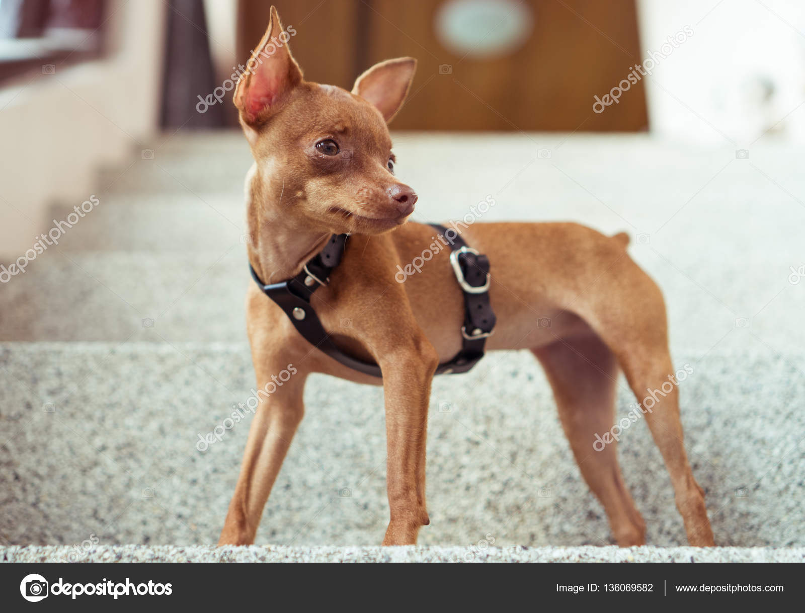 Cute Miniature Pinscher