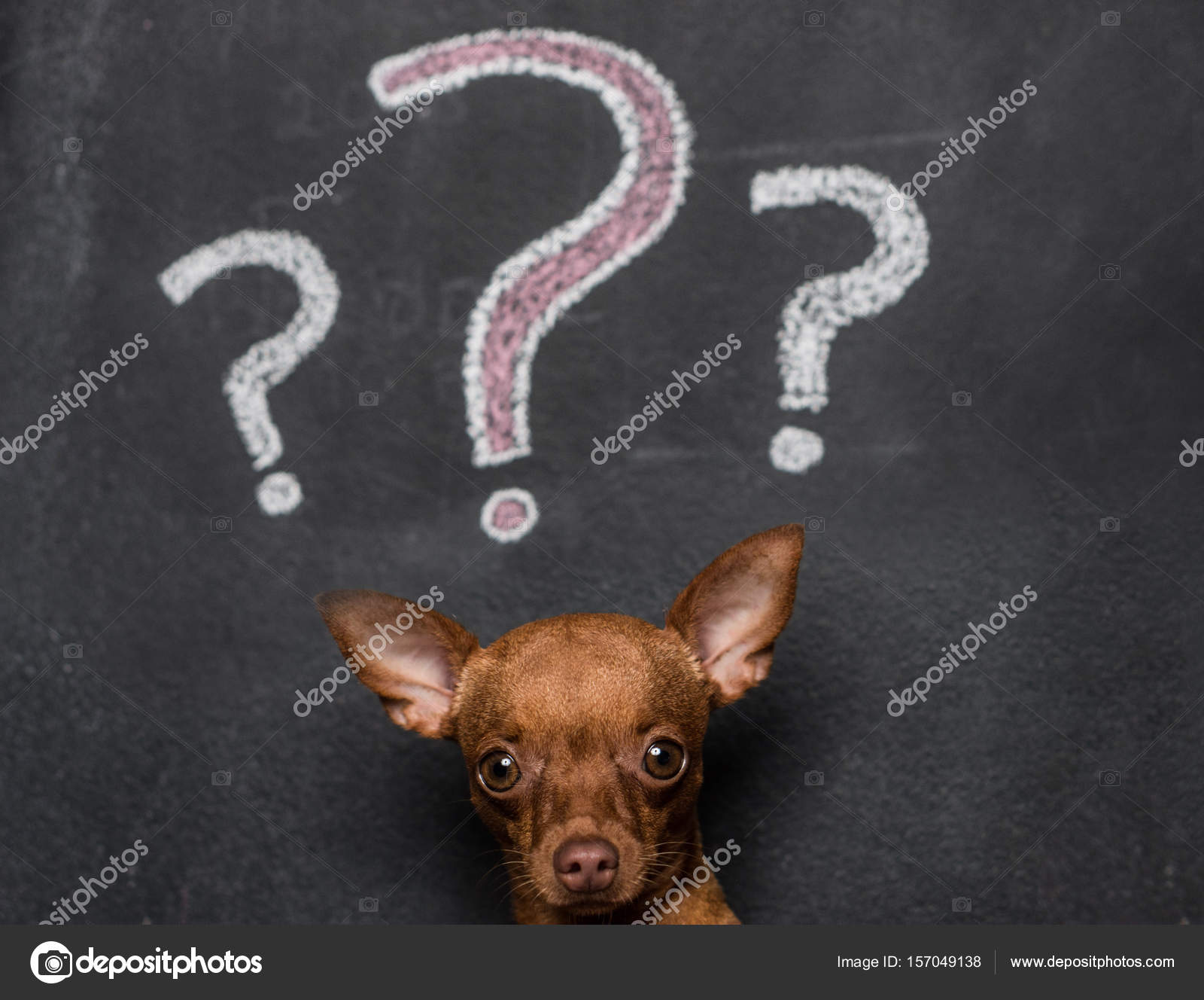 Dog With Question Mark