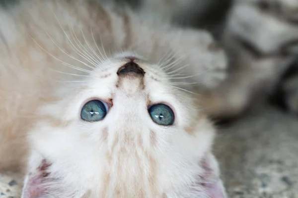 Startled animal Stock Photos, Royalty Free Startled animal Images ...