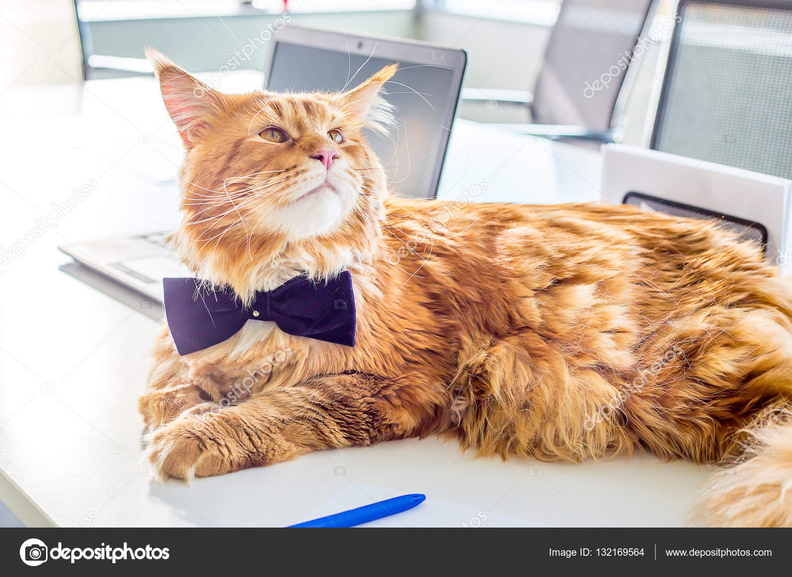Funny Businessman Maine Coon Cat wearing Butterfly Tie lying on the ...