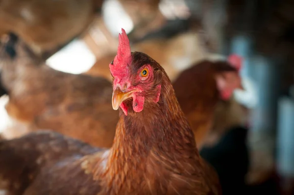 Chicken lohmann brown Pictures, Chicken lohmann brown Stock Photos ...