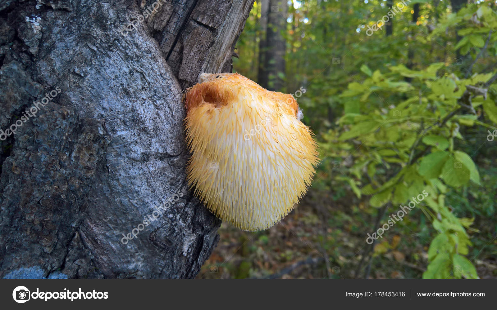 Mushroom Monkey Head Wild Stock Photo by ©alevetdinov 178453416