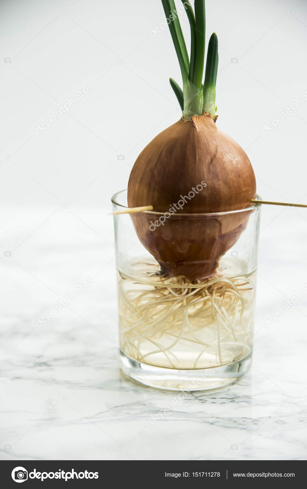 Spring onion sprouts in a transparent glass, with roots in water ⬇ ...