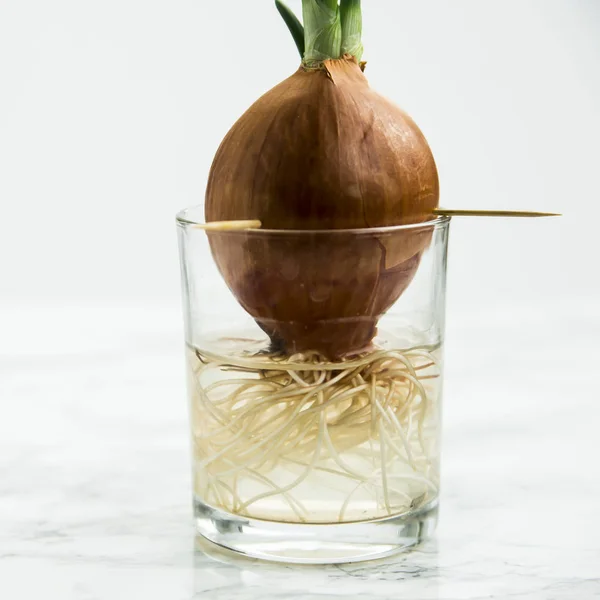 Spring onion sprouts in a transparent glass, with roots in water ⬇ ...