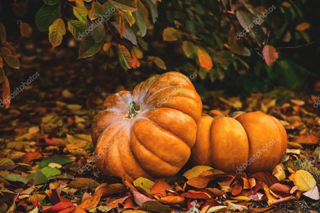 Hermosas calabazas grandes de otoño bajo un árbol en el jardín. 2023