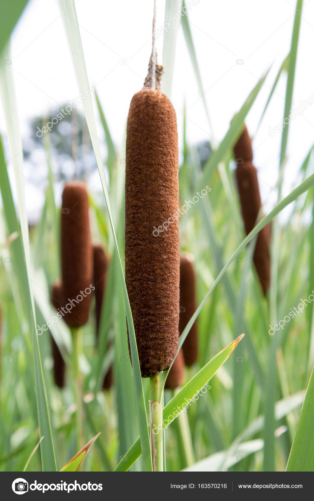 The Typha plant — Stock Photo © teine26 #163570216
