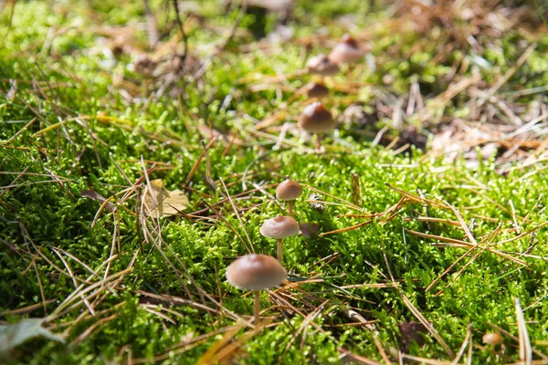 Mushrooms natural Stock Photos, Royalty Free Mushrooms natural Images ...