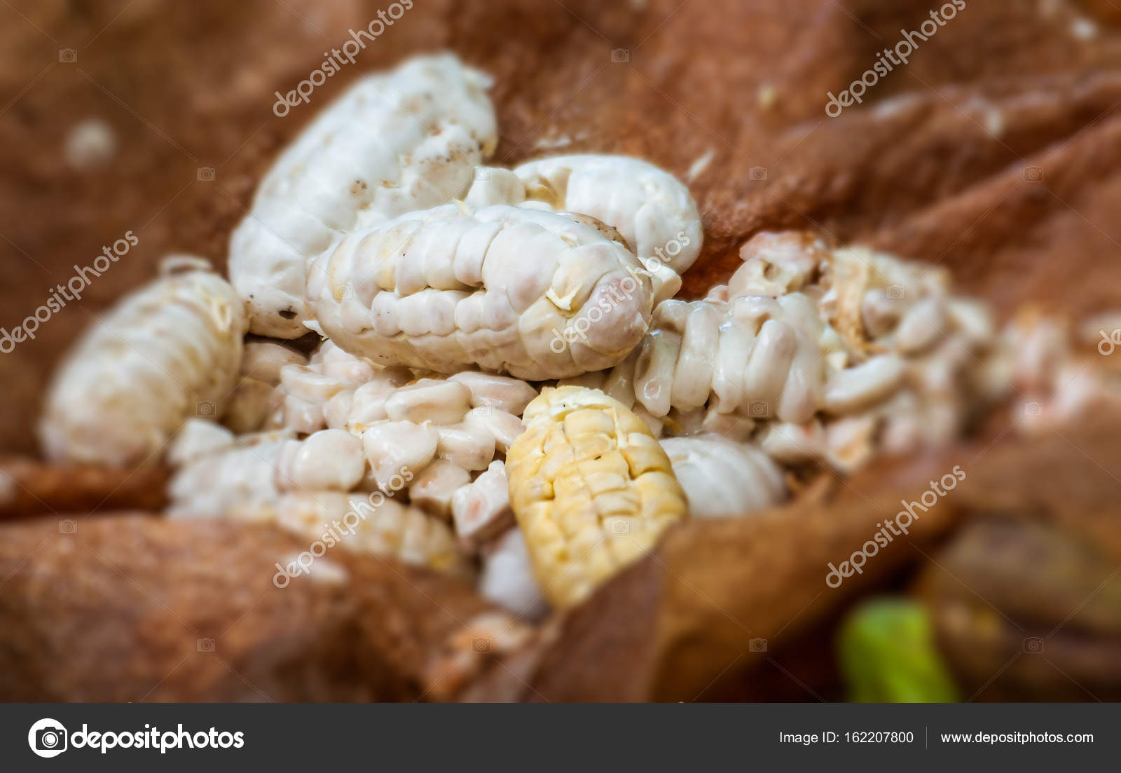 Cocoa pods from Ambanja, Madagascar Stock Photo by ©pierivb 162207800