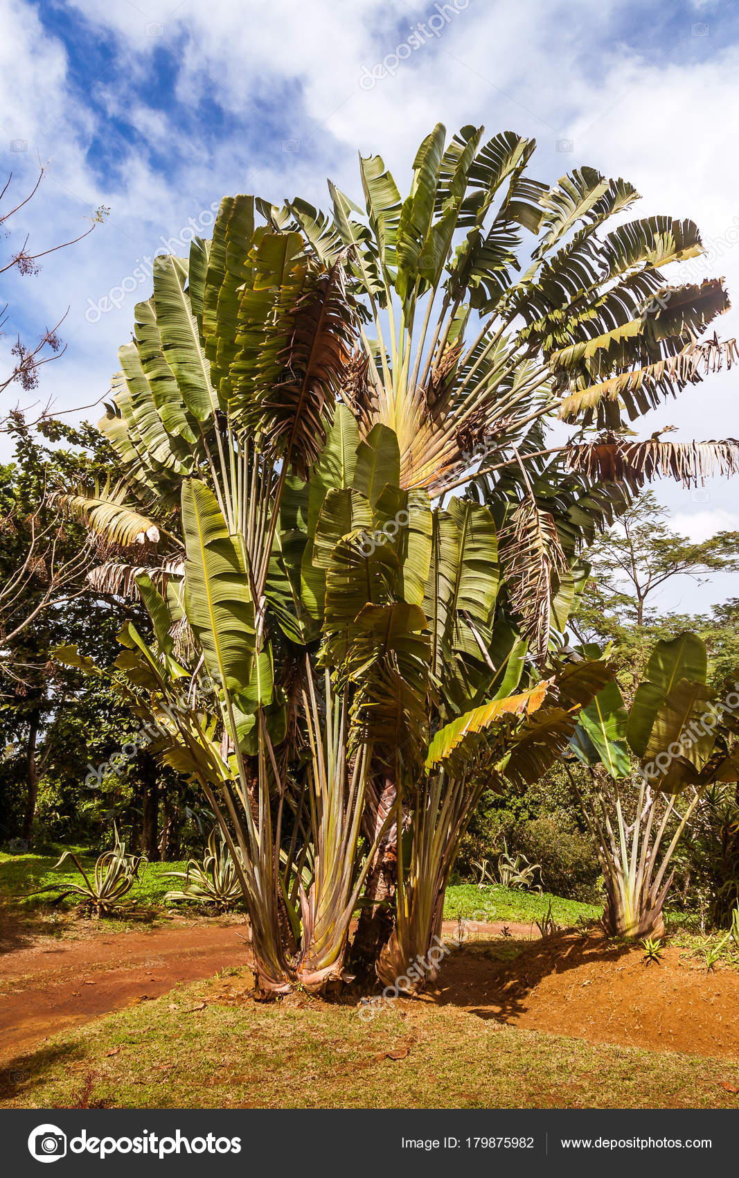 Ravenala madagascariensis: fotografía de stock © pierivb #179875982 ...