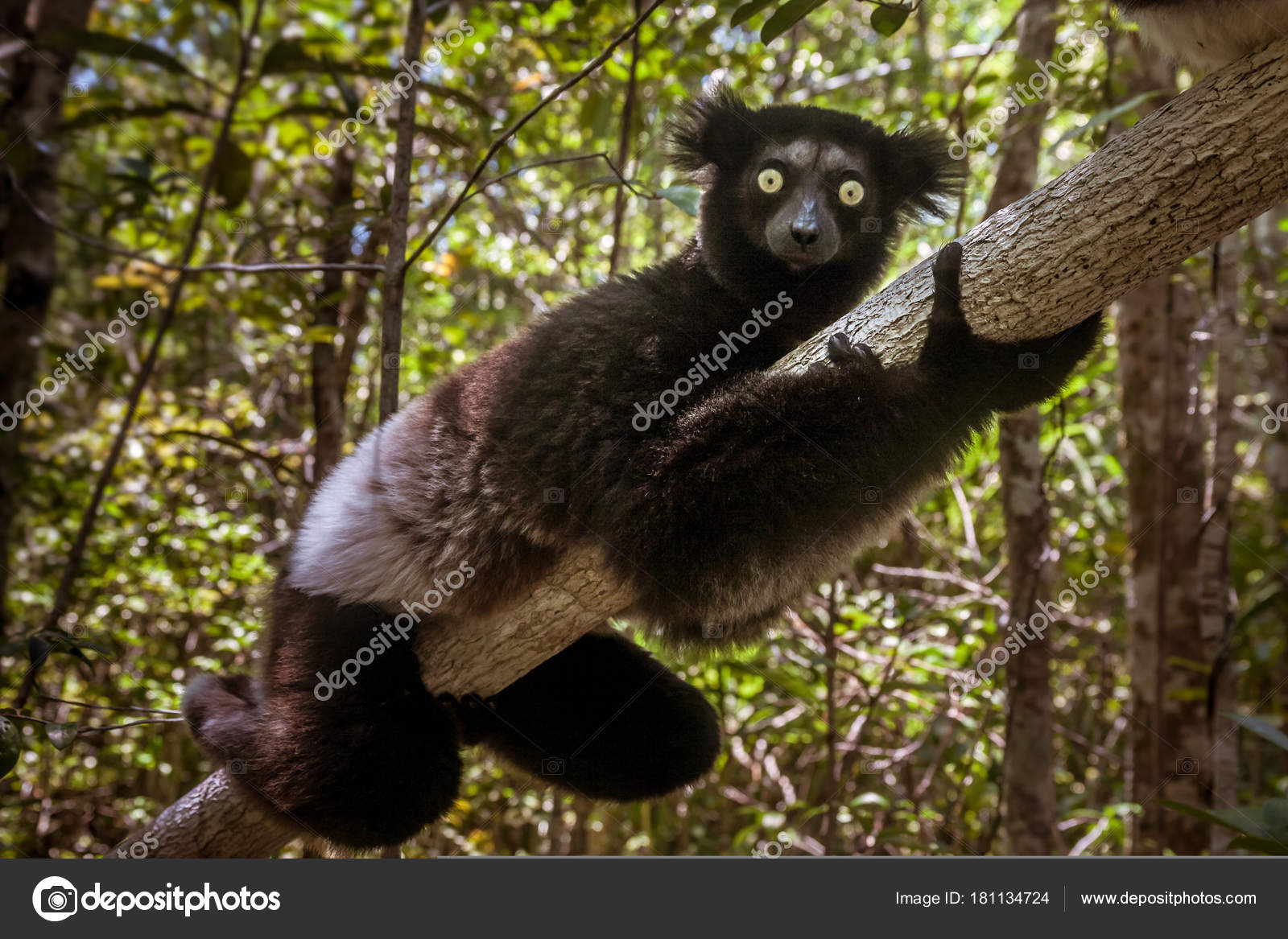 Indri Indri (Babakoto) — Stock Photo © pierivb #181134724