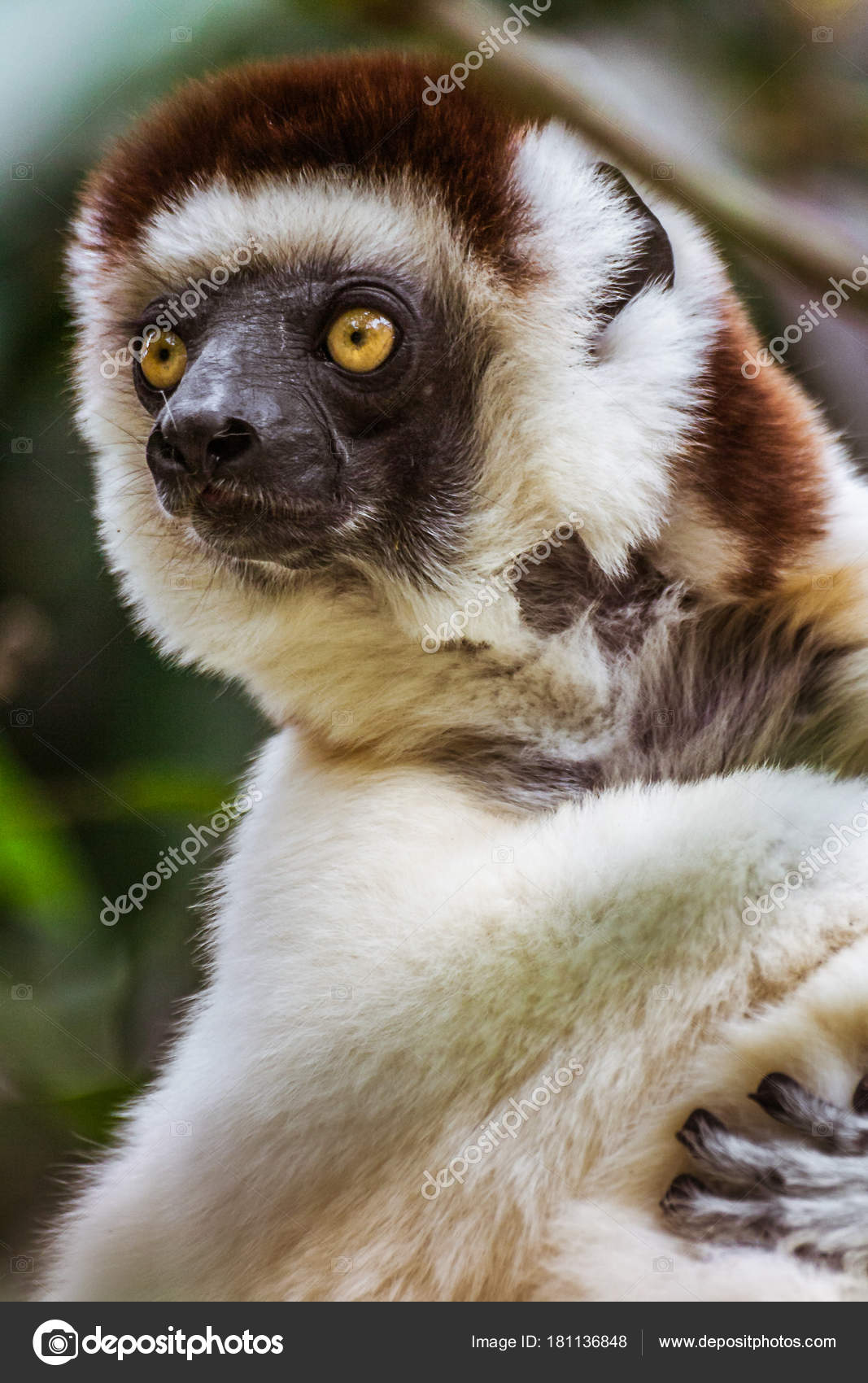 Sifaka lemur — Stock Photo © pierivb #181136848