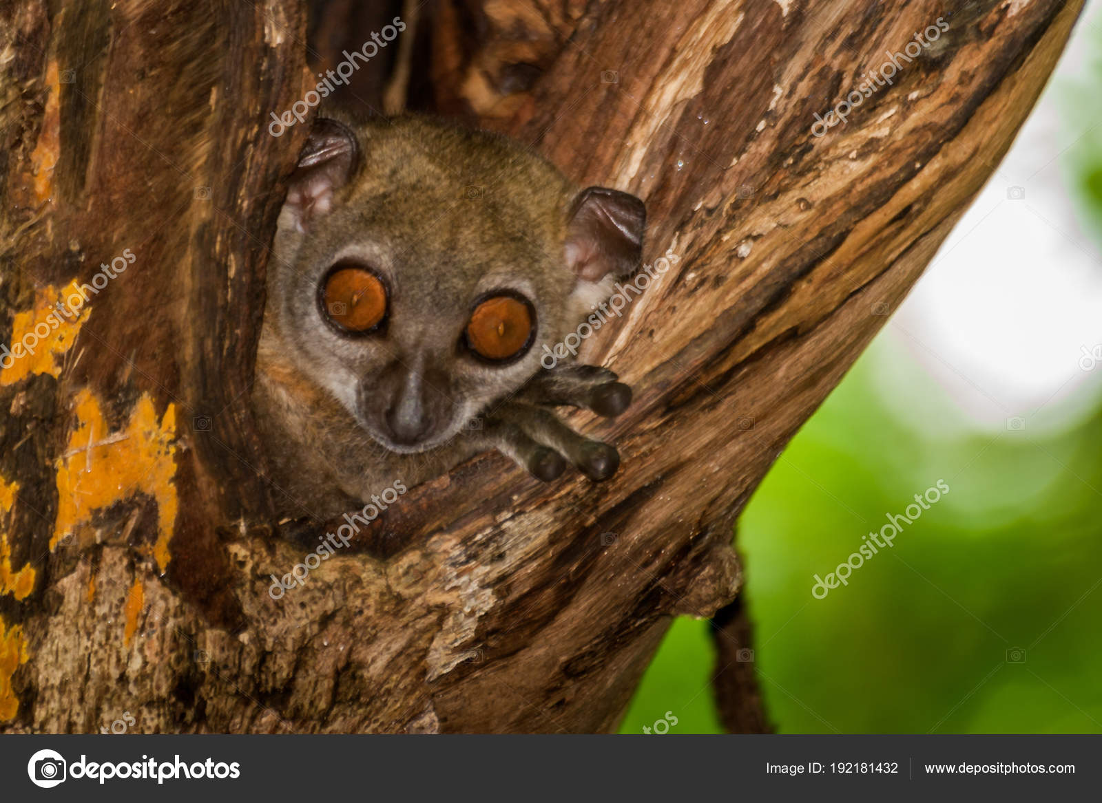 Northern Sportive Lemur