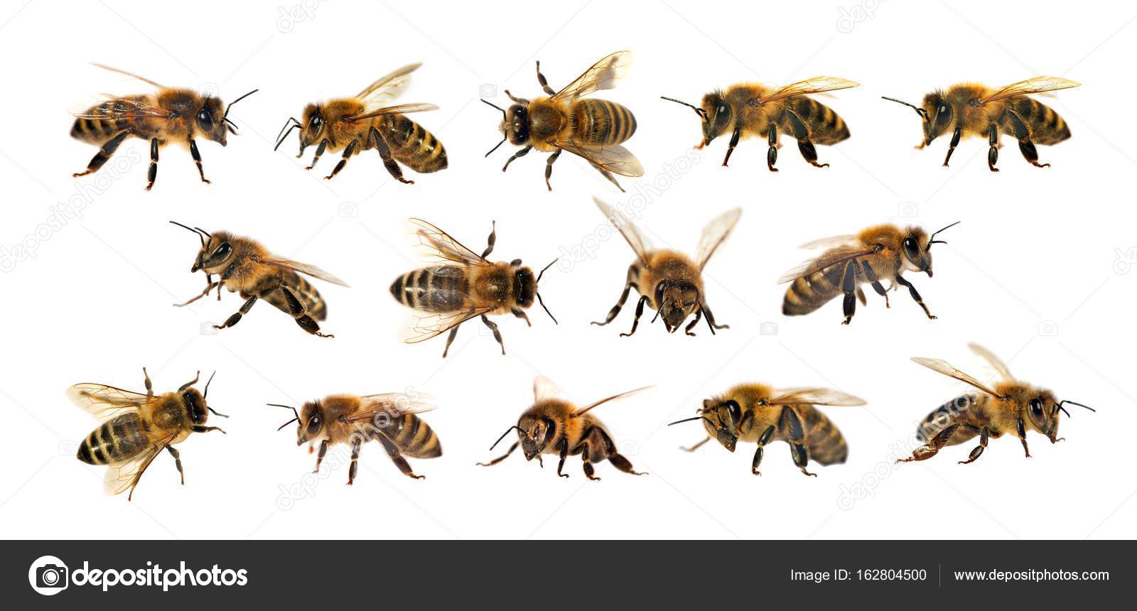 Group of bee or honeybee on white background, honey bees — Stock Photo ...