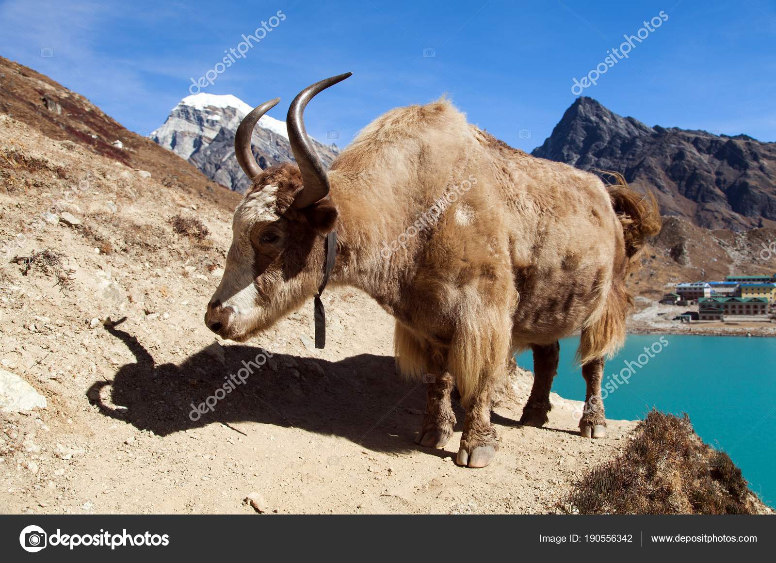 Yak and Gokyo lake and village Stock Photo by ©prudek 190556342