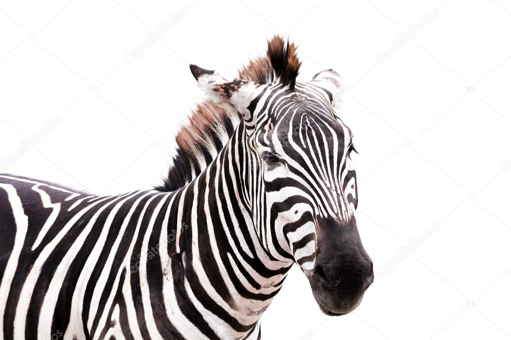 Zebra head side shot isolated on white background — Stock Photo ...