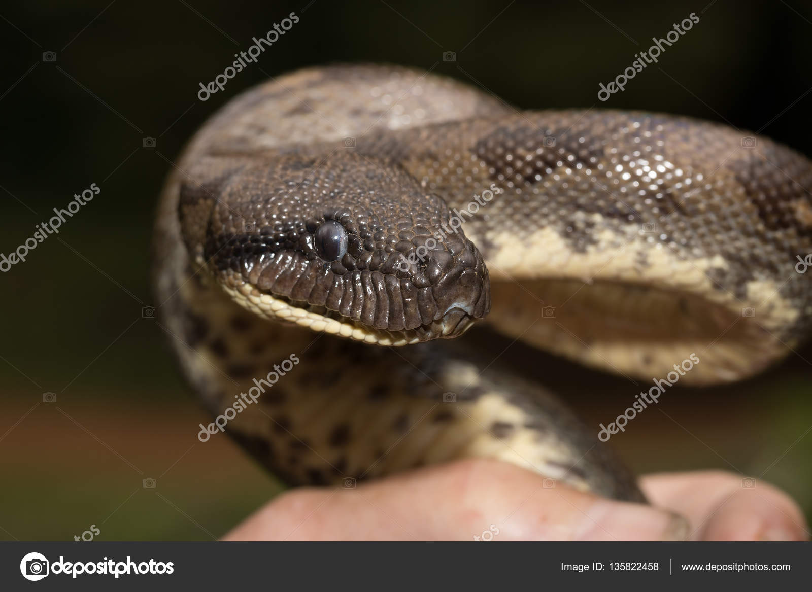 Madagascar tree boa, Sanzinia madagascariensis — Stock Photo © artush ...