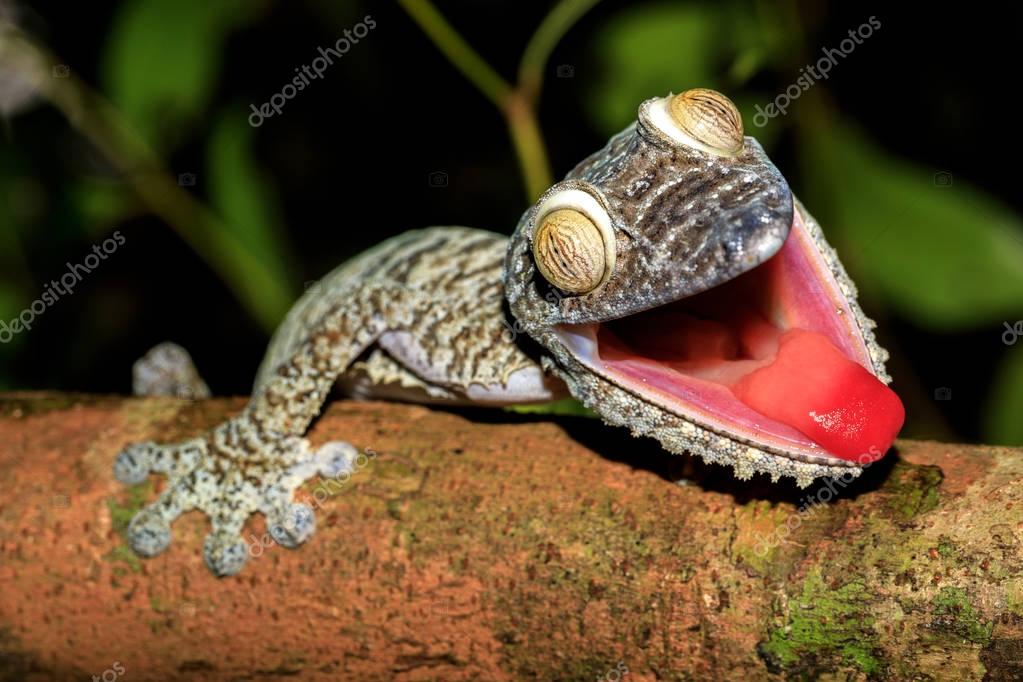 Gecko cola de hoja gigante, Uroplatus fimbriatus, Madagascar 2024