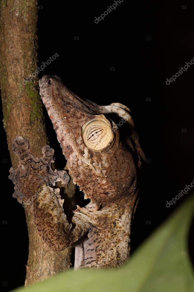 Gecko de cola de hoja gigante en el árbol, Madagascar fauna 2022