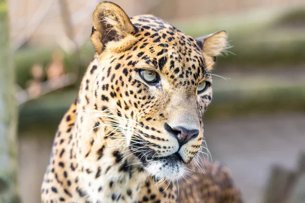 cejlon Sri Lankan leopard, (Panthera pardus kotiya) - Stock Image ...