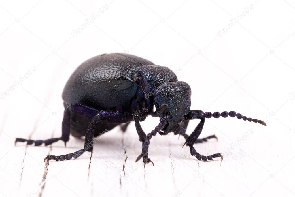 gran escarabajo venenoso del aceite violeta alimentándose aislado en ...