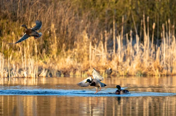 Flying duck over the pond in morning light. Wild bird mallard (Anas ...