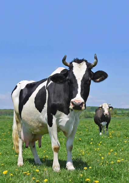 La vaca moo Stock Photos, Royalty Free La vaca moo Images | Depositphotos