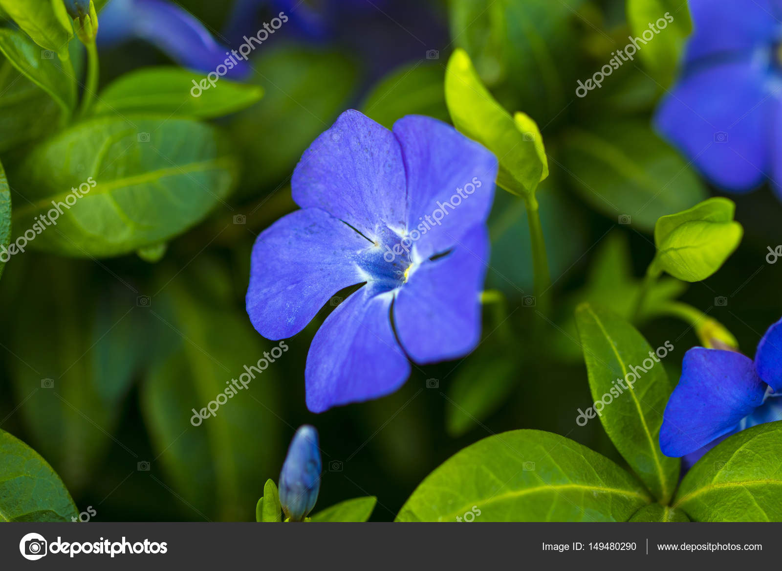 Vinca minor L. - lesser periwinkle, dwarf periwinkle, small peri ...