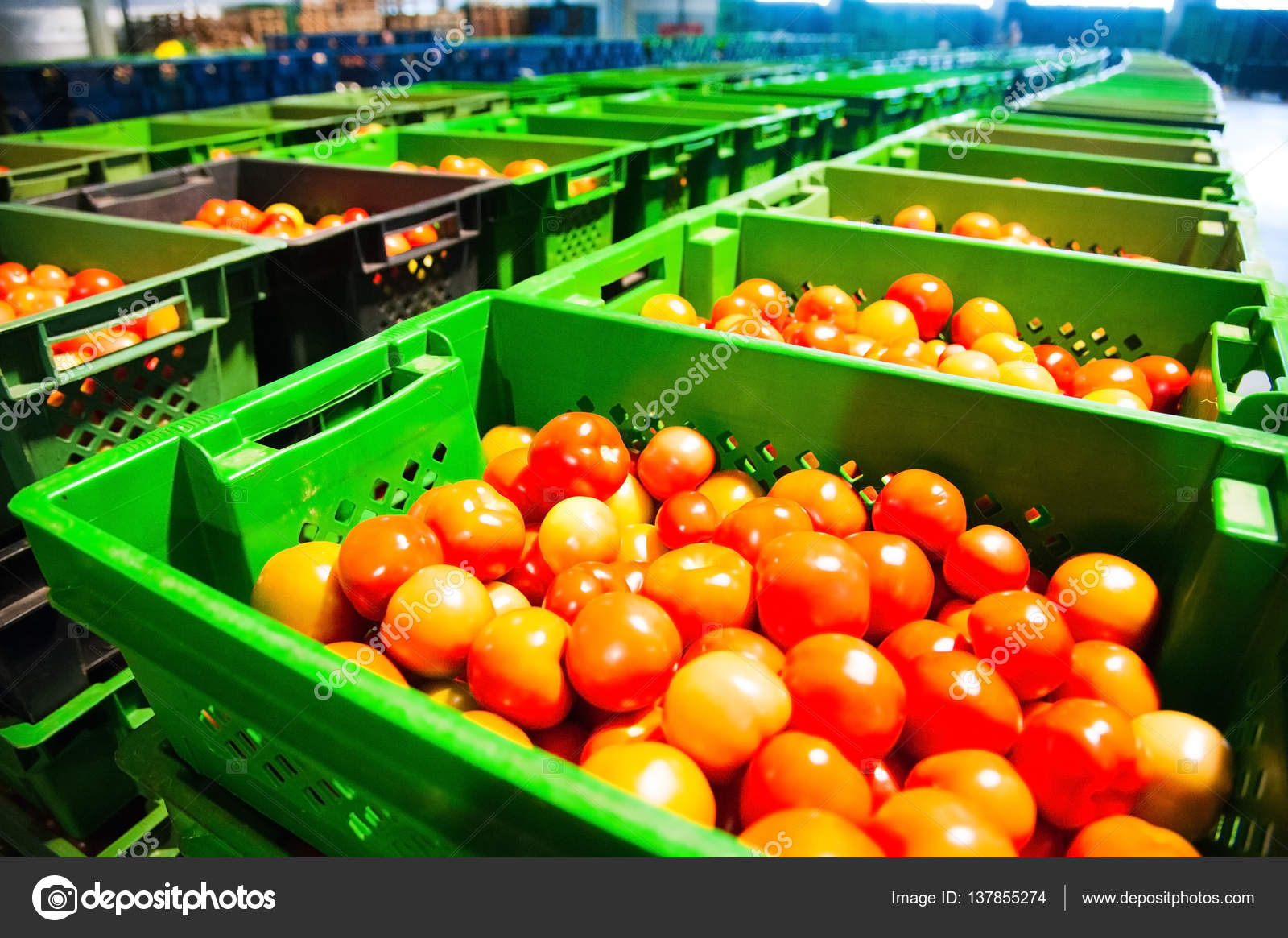 Sorting Processing Red Tomatoes Vegetable Processing Factory ⬇ Stock ...