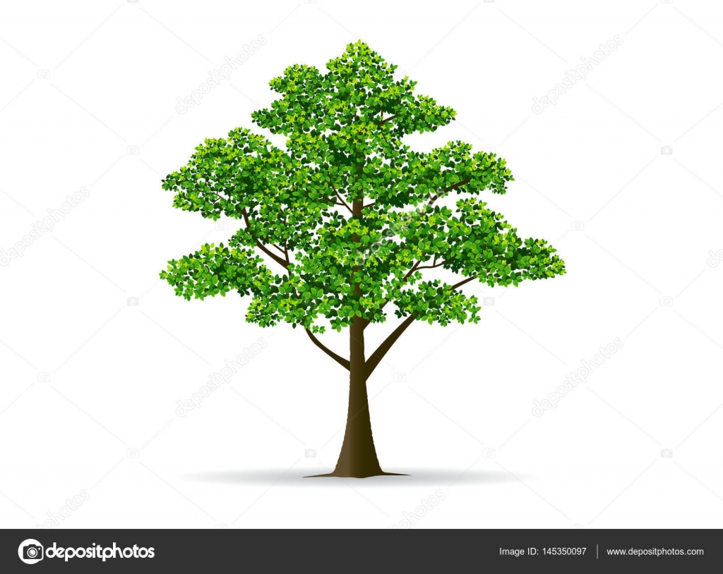 Tree and leaf vector Stock Vector by ©gorralit.hotmail.com 145350097