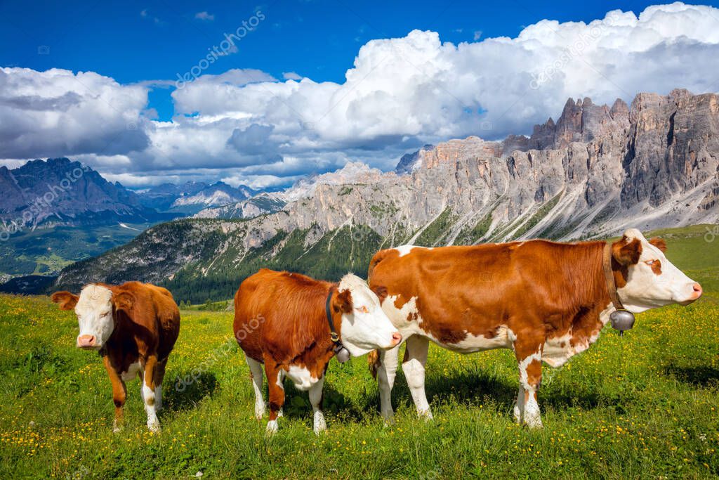 Incre ble paisaje ecol gico con vacas en las monta as de los Alpes ...