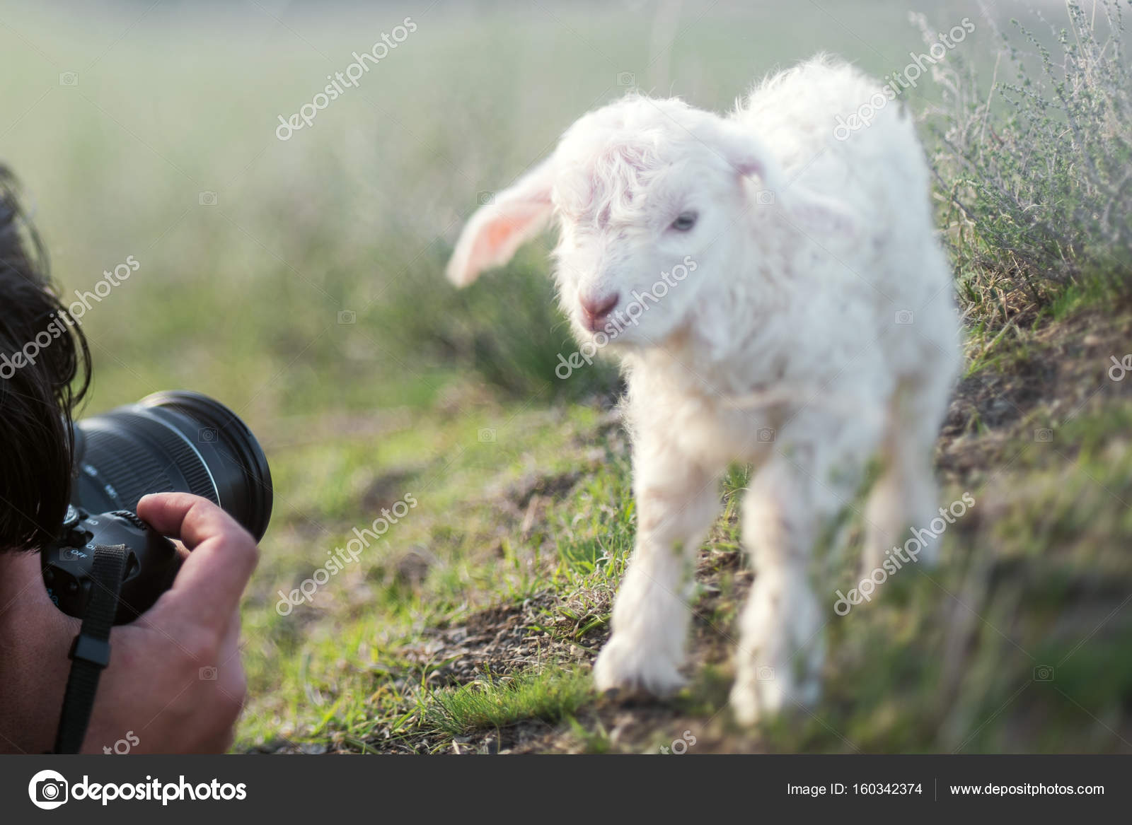 Sheep looking at camera — Stock Photo © amickman #160342374