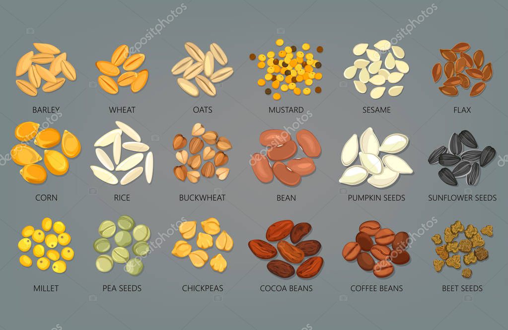 Alimentos semillas y granos, granos de café y cacao 2023