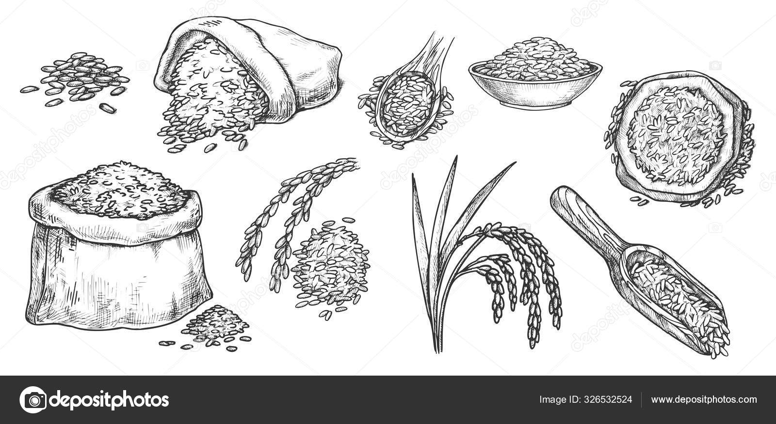 Wheat Grain Drawing
