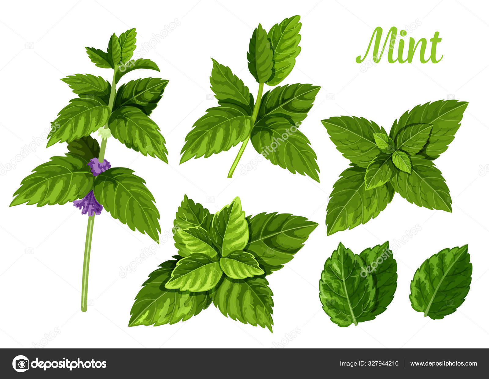 Mint Leaf Illustration