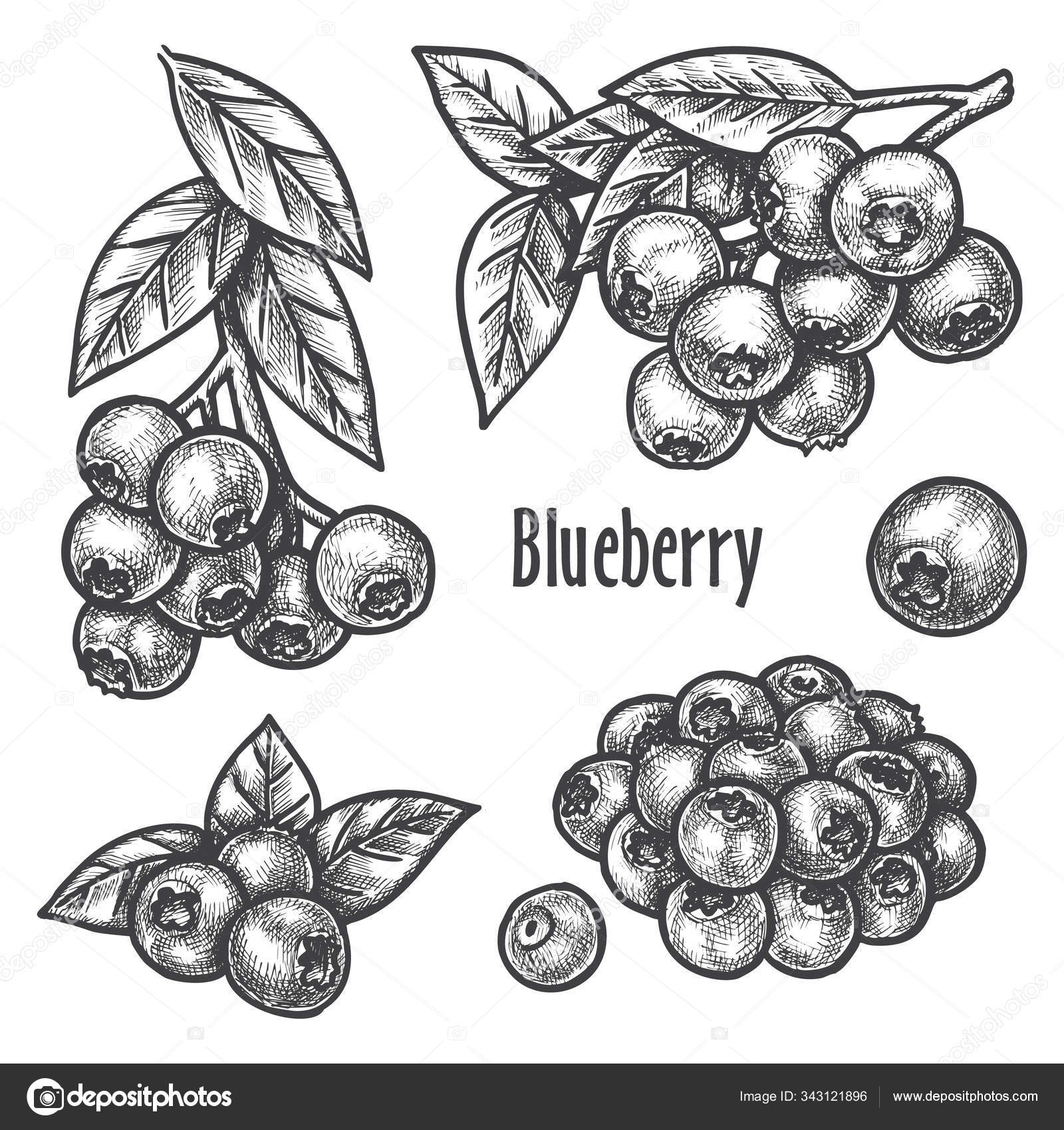 Blueberry hand drawn sketch, forest berry fruits Stock Vector Image by ...