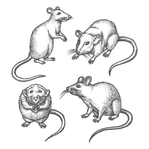 47 Lab rats Vector Images | Depositphotos