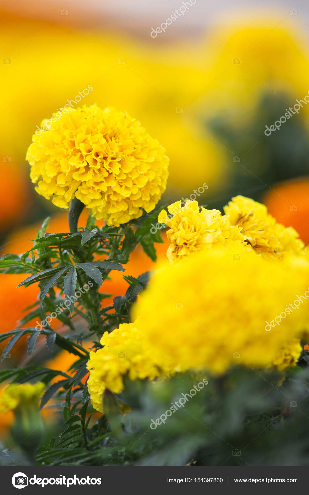 Beautiful marigold flowers Stock Photo by ©Bastetamon 154397860